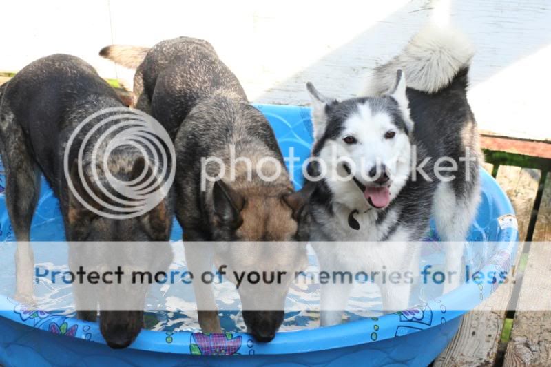 Best Kiddie Pools for GSD? | German Shepherds Forum